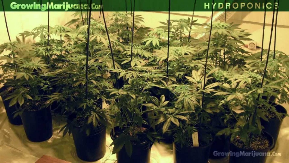 Hydroponics – Hydroponic Marijuana Growing – Hydro Weed Grow How To – 16 - MegaMarijuana