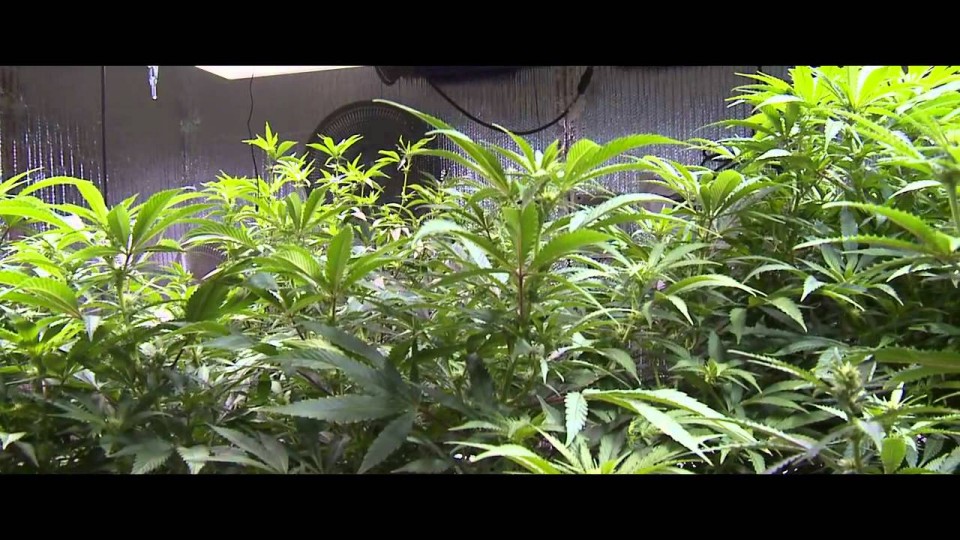 The Monster Marijuana Plants Walkaround Outdoor Grow 2009www savevid ...